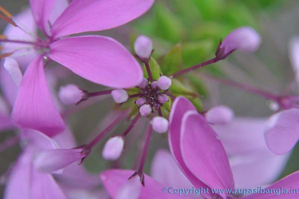 Icchey Gaon near Kalimpong is lovely village surrounded by dense forest